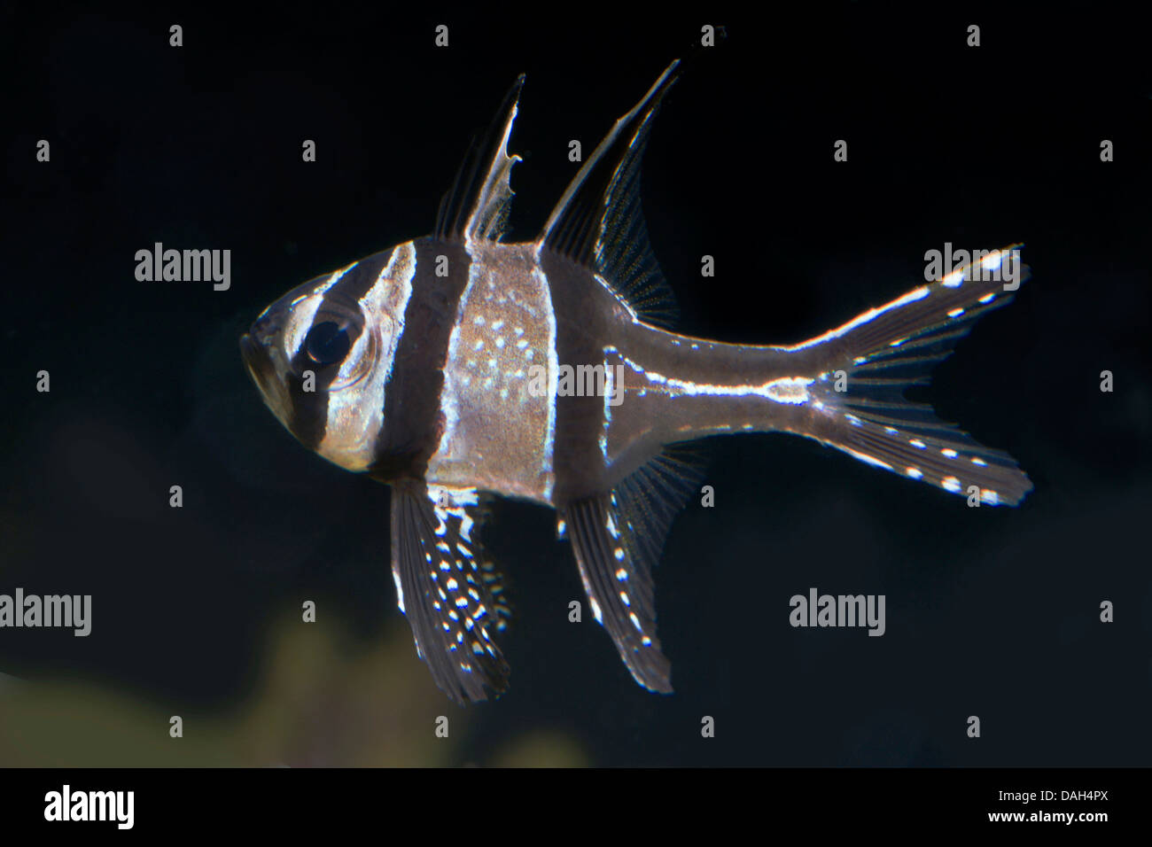 Banggai cardinal fish (Pterapogon kauderni), swimming Stock Photo - Alamy