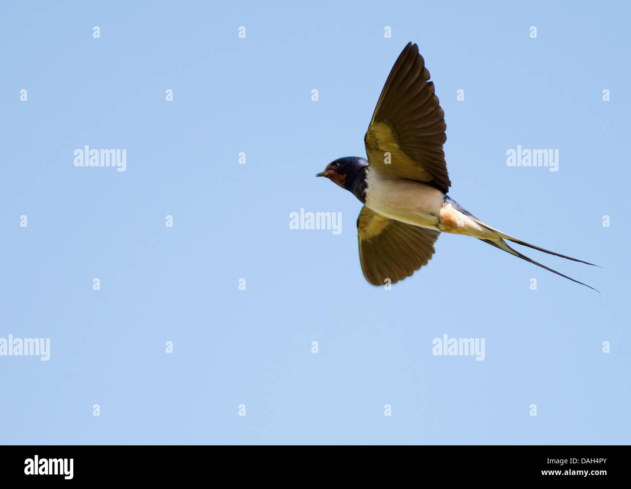 Swallow (Hirundo rustica) in flight against deep blue sky Stock Photo ...