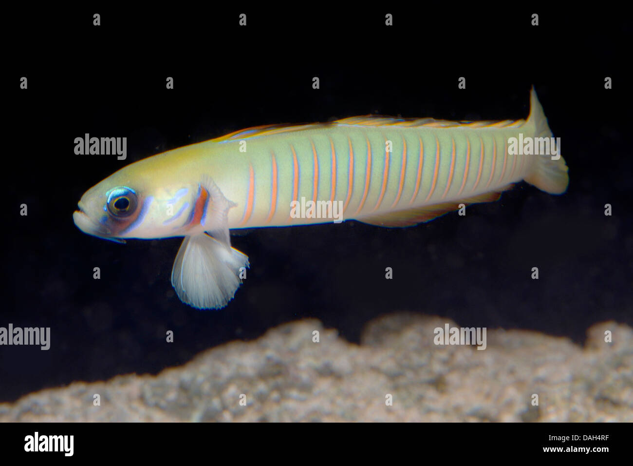Dartfish (Ptereleotris zebra), swimming Stock Photo - Alamy