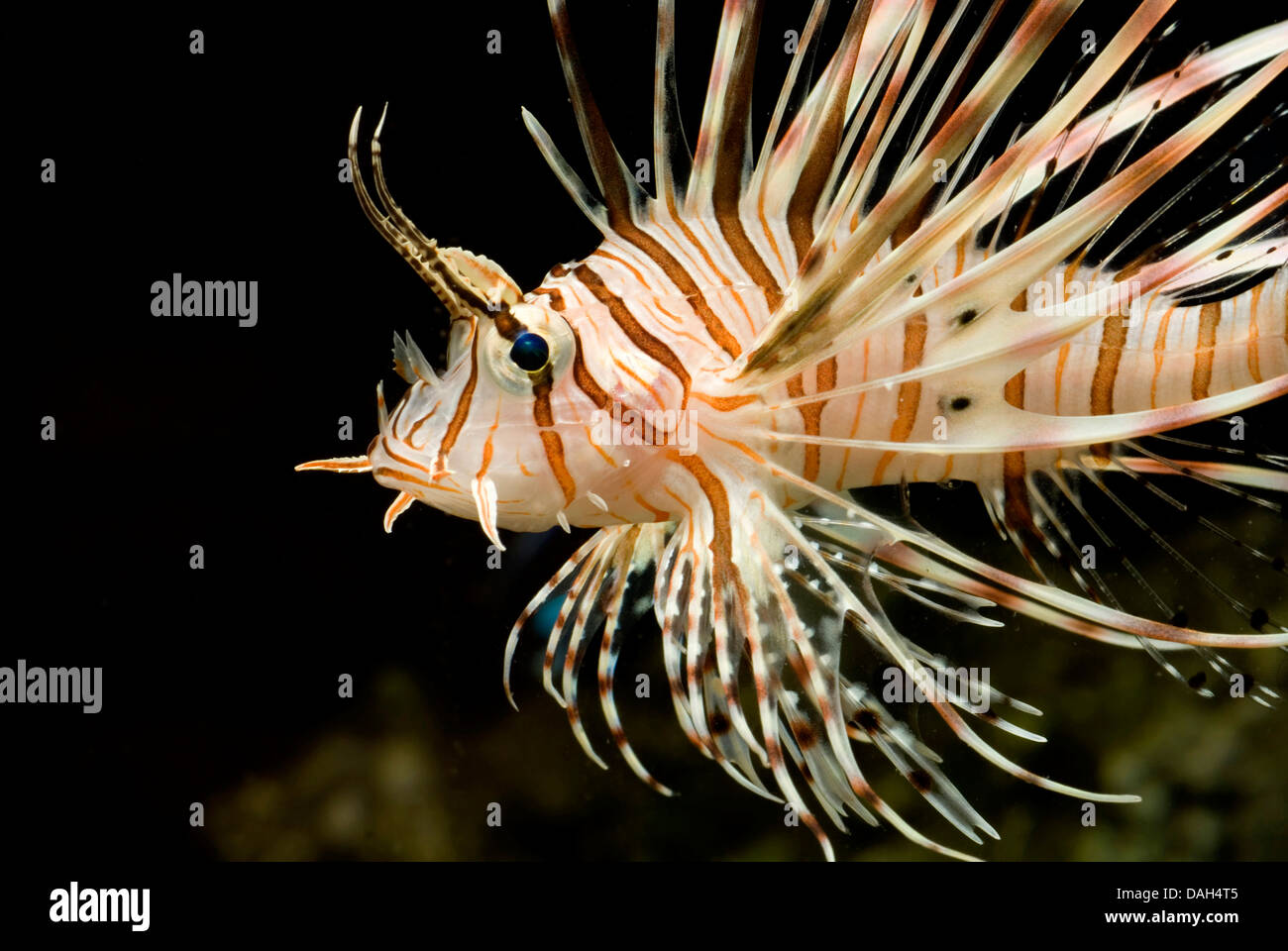 red firefish, lionfish, devil firefish, fireworkfish, red lionfish ...