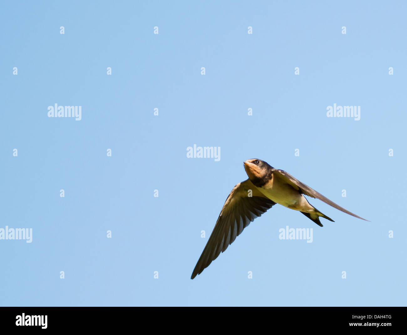 Barn swallow flight hi-res stock photography and images - Alamy