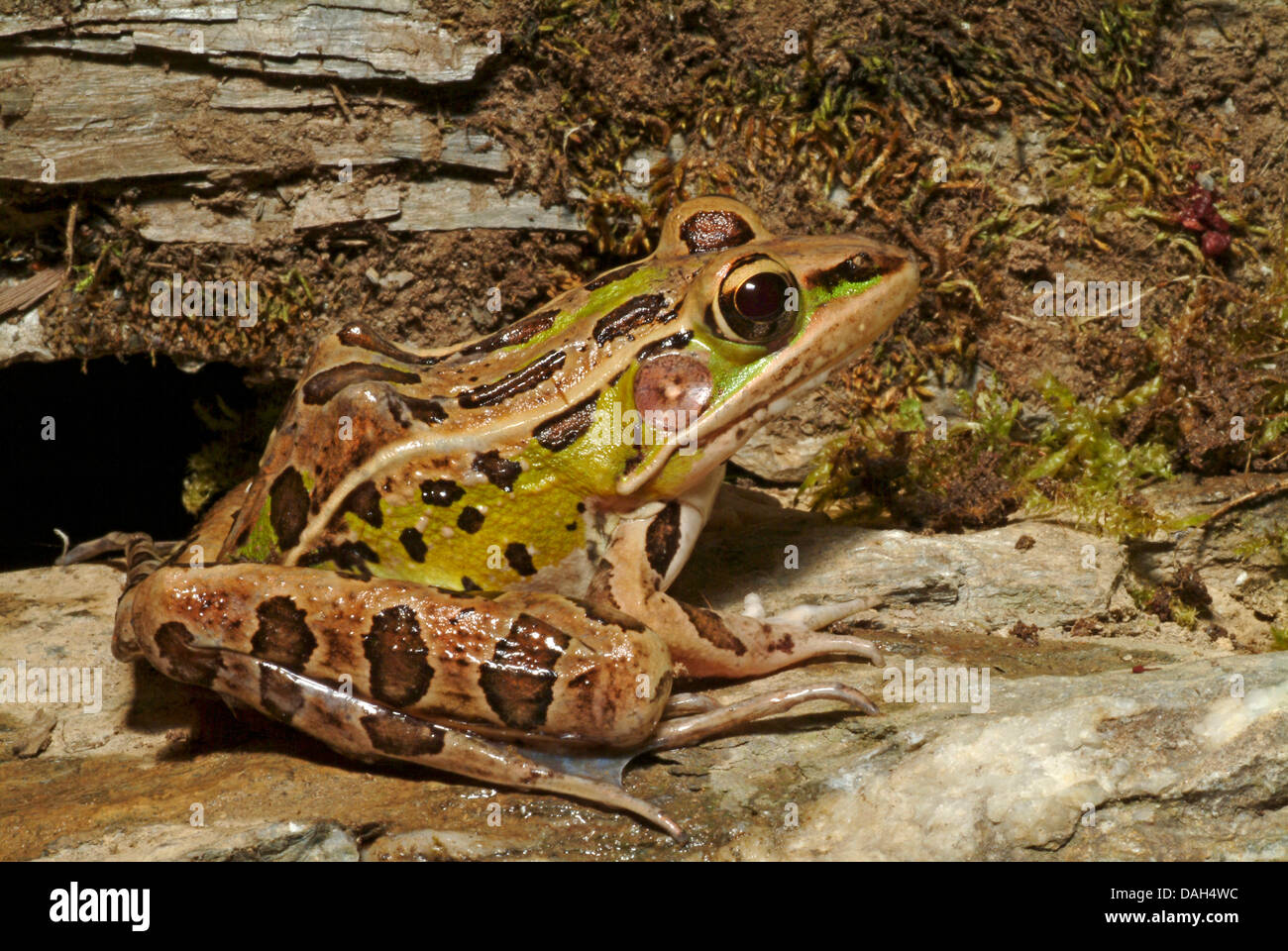 leopard frog, northern leopard frog, grass frog (Rana pipiens), on a ...