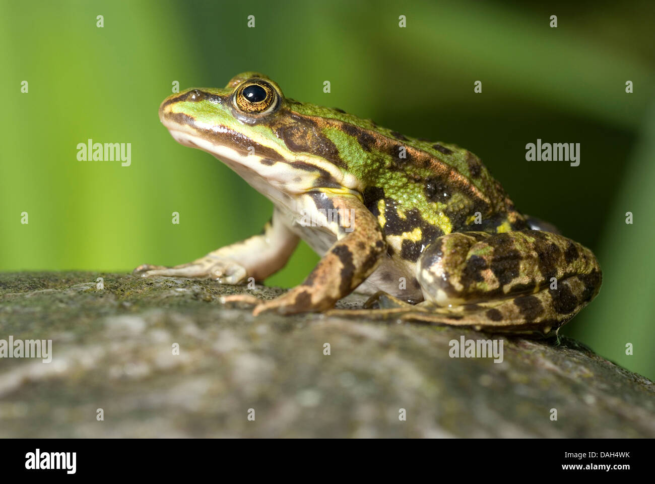 marsh frog, lake frog (Rana ridibunda, Pelophylax ridibundus), sitting ...