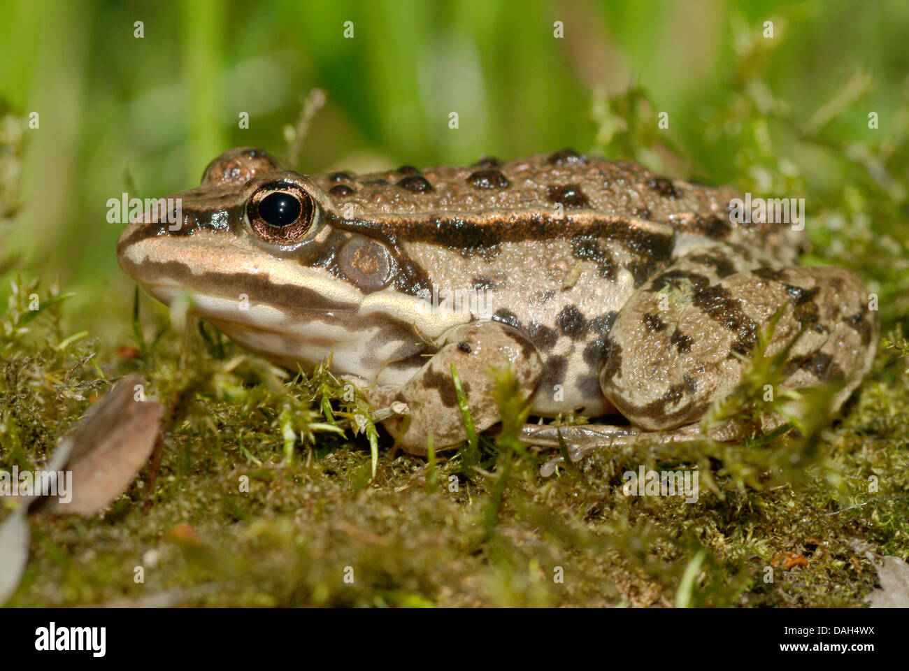 marsh frog, lake frog (Rana ridibunda, Pelophylax ridibundus), sitting ...