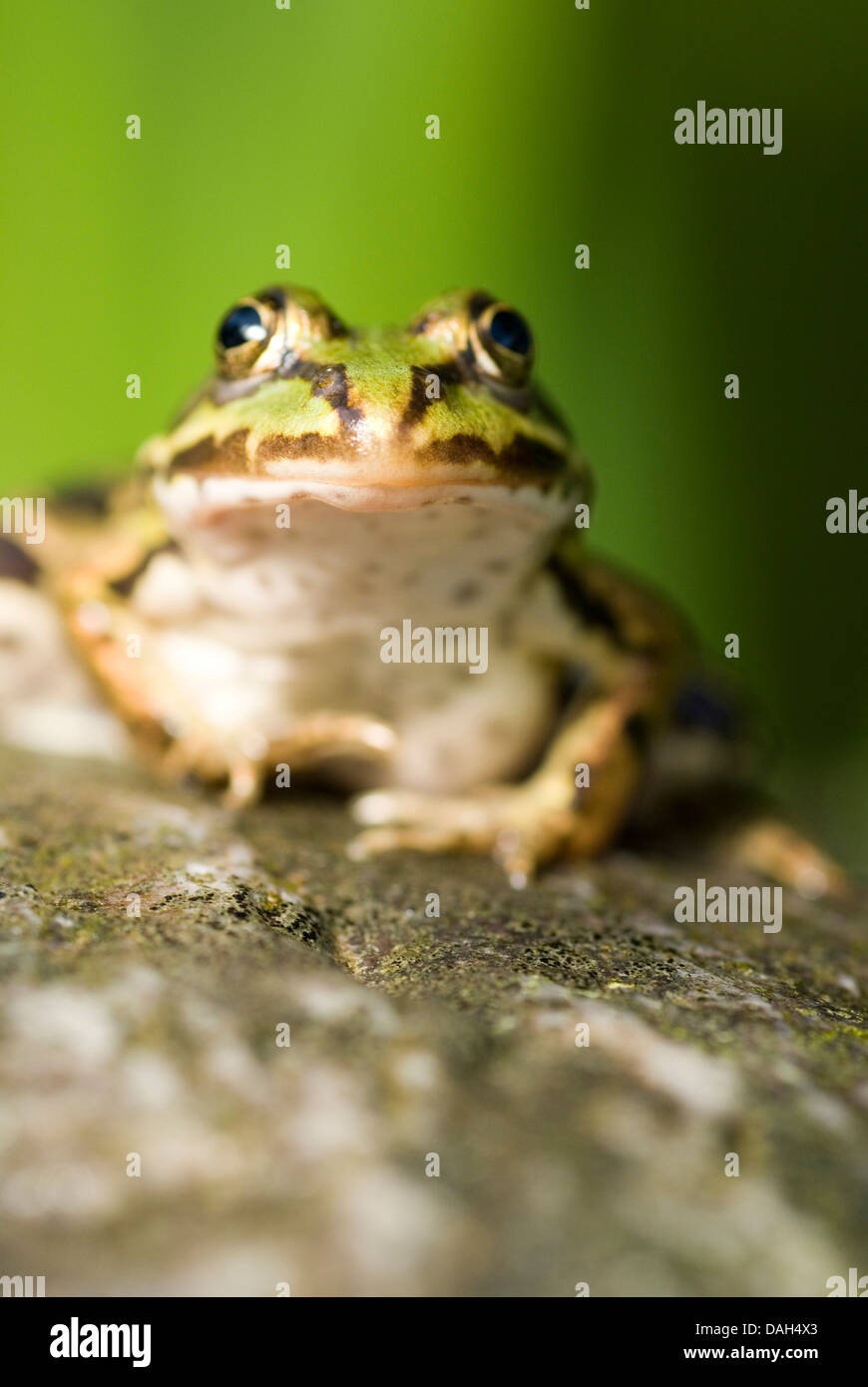 marsh frog, lake frog (Rana ridibunda, Pelophylax ridibundus), sitting ...