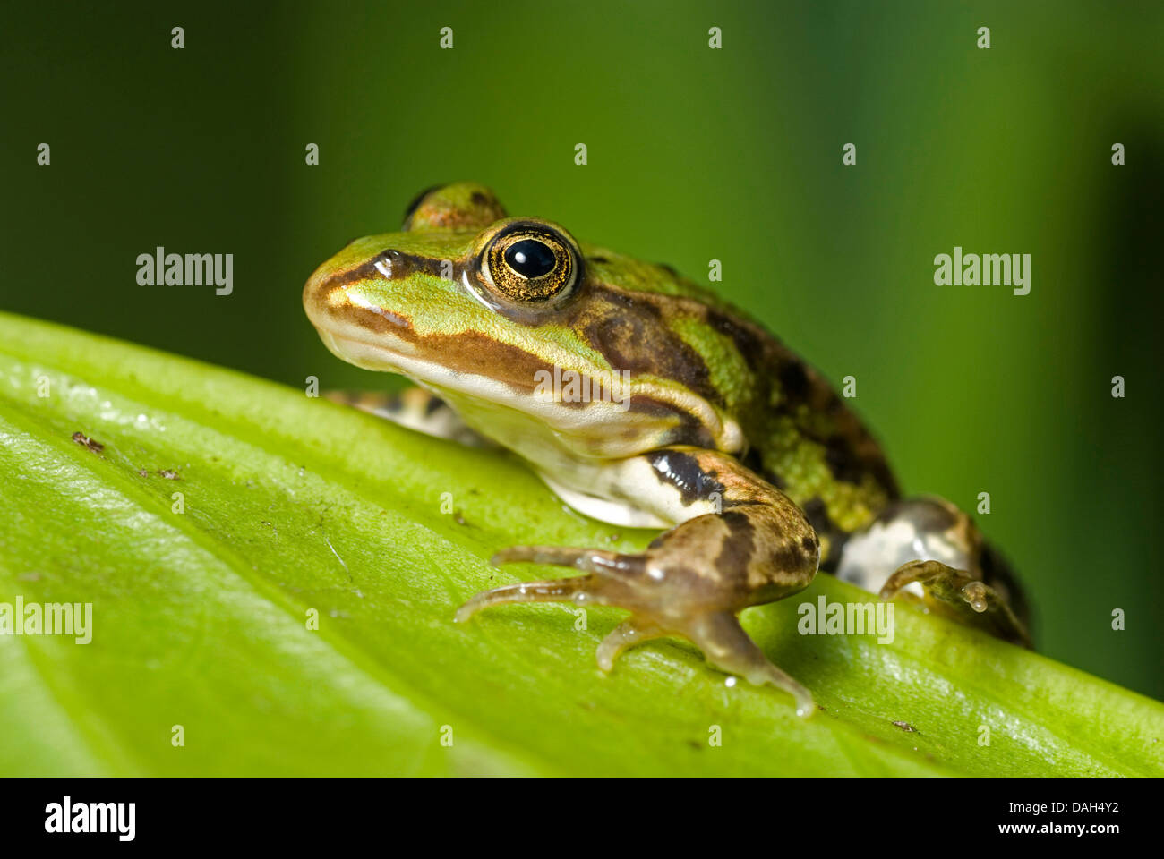 marsh frog, lake frog (Rana ridibunda, Pelophylax ridibundus), climbing ...