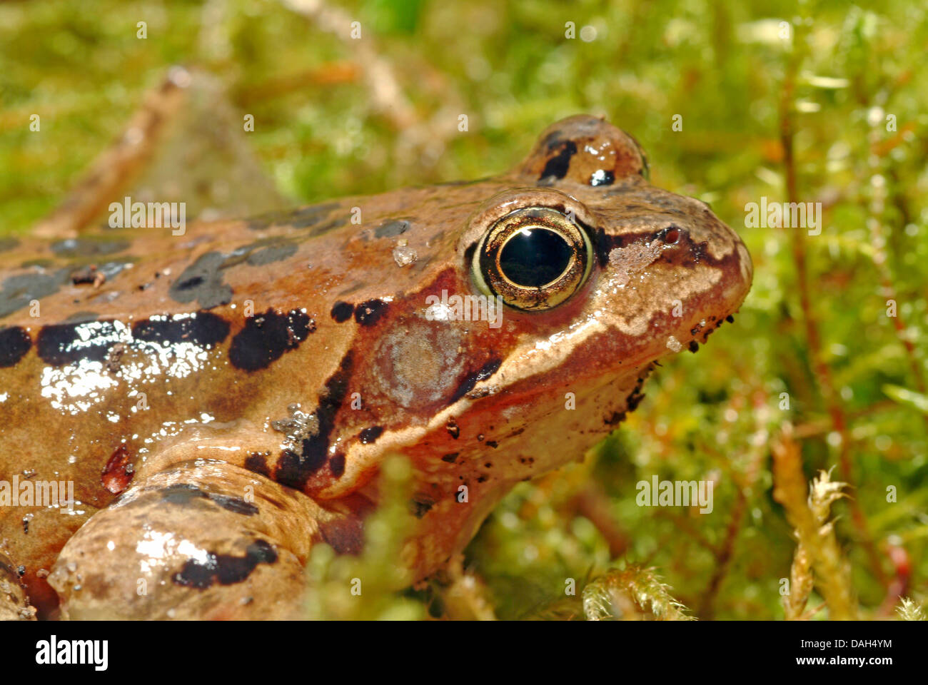 common frog, grass frog (Rana temporaria), sitting in moss, Germany ...
