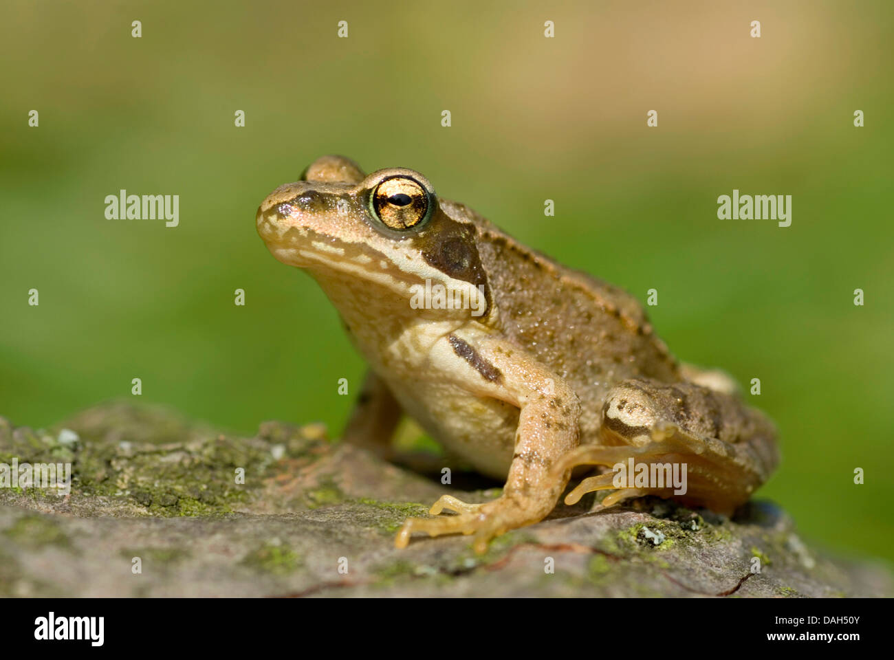 common frog, grass frog (Rana temporaria), sitting on a stone, Germany ...