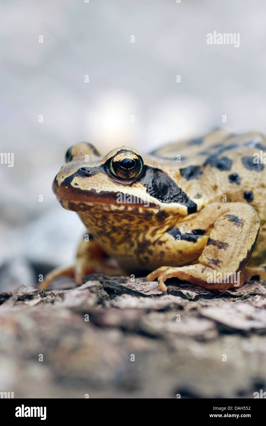 Half frog sitting hi-res stock photography and images - Alamy