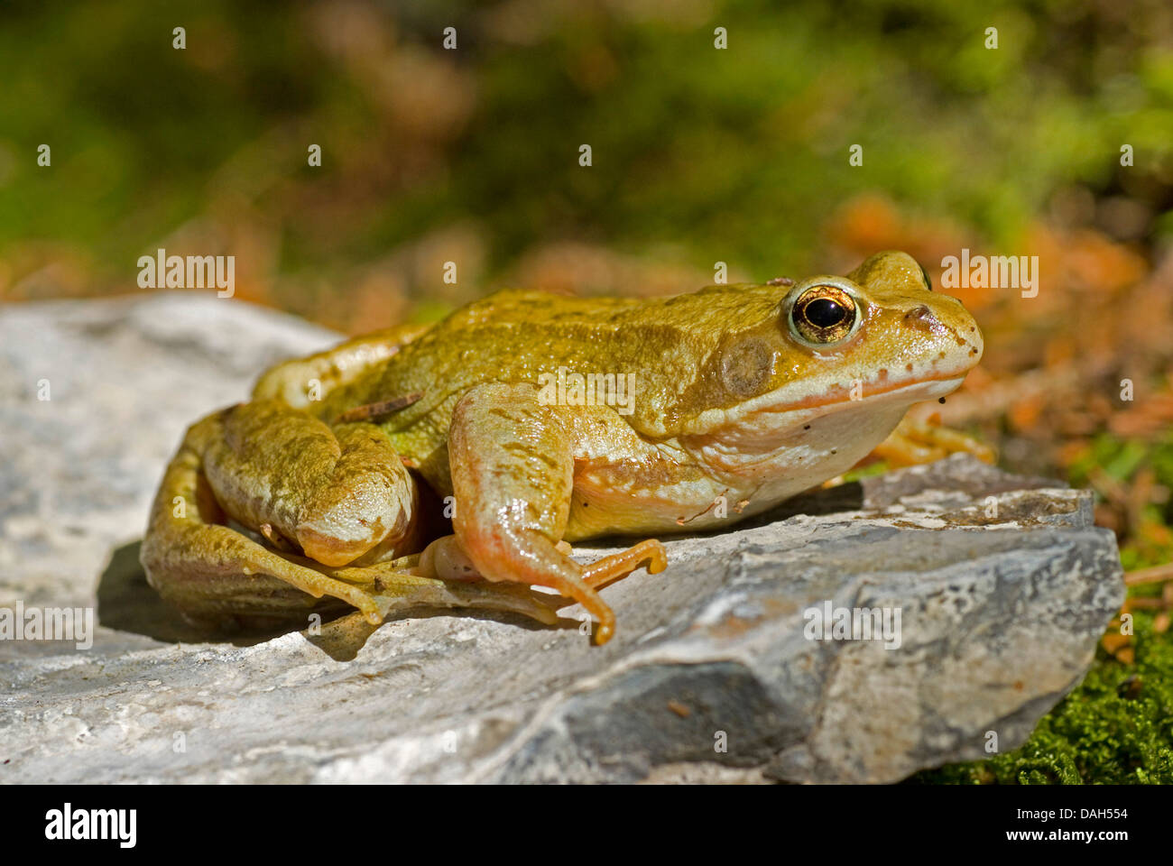 common frog, grass frog (Rana temporaria), sitting on a stone, Germany ...