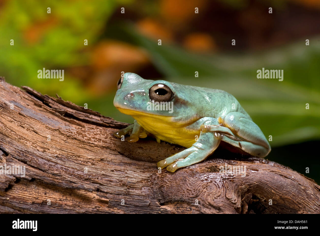 Nepal flying frog, Gunther's tree frog (Rhacophorus maximus), on a leaf ...