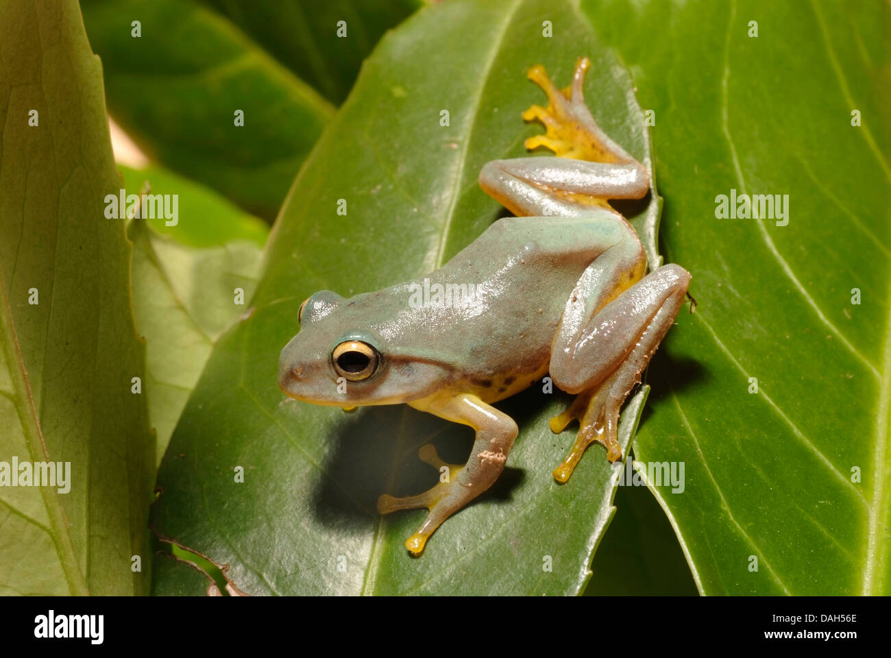 Format flying frog old world tree frog old world treefrog hi-res stock ...