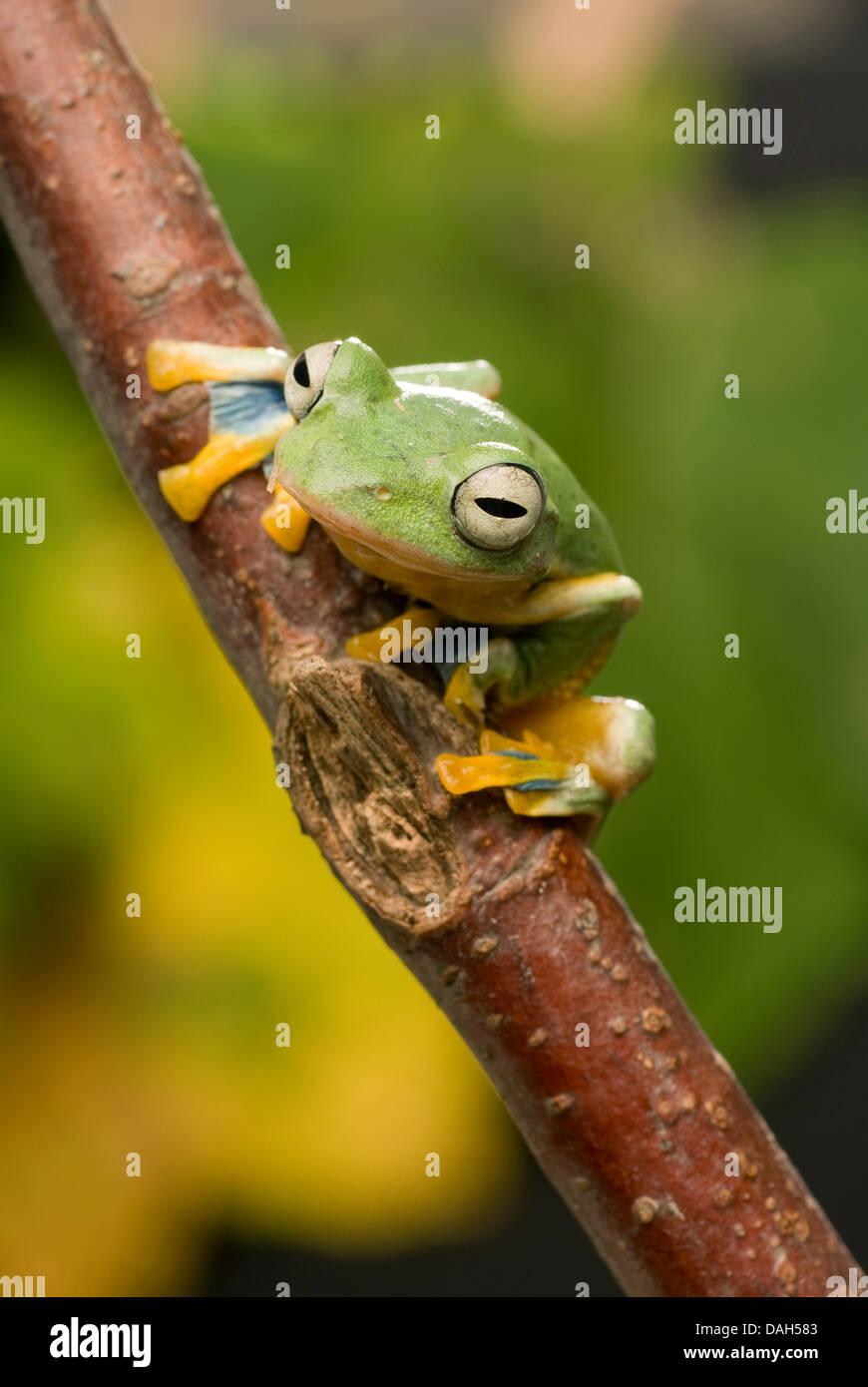 Java flugfrosch hi-res stock photography and images - Alamy