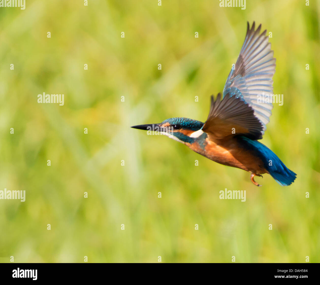Male Common Kingfisher (Alcedo atthis) in flight Stock Photo - Alamy