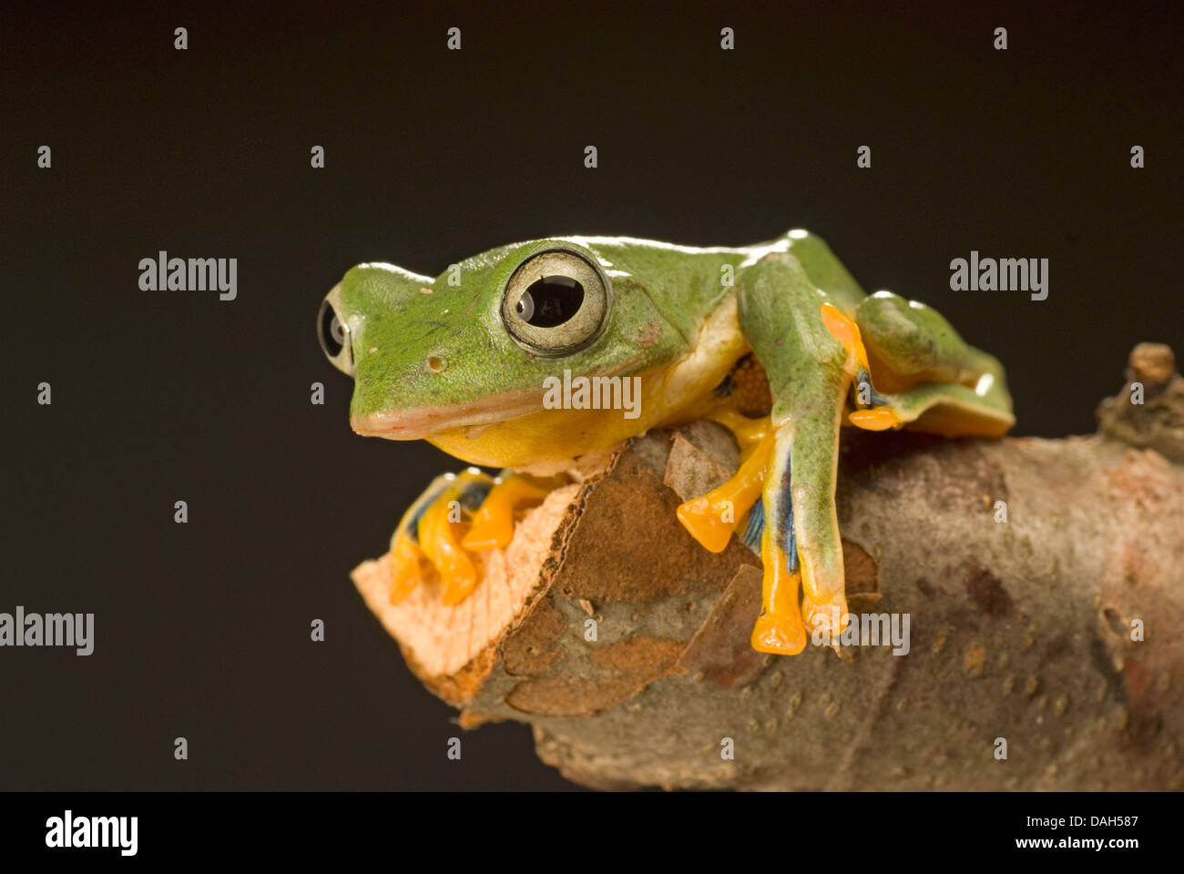 Java Flying Frog (Rhacophorus reinwardtii), on a branch Stock Photo - Alamy