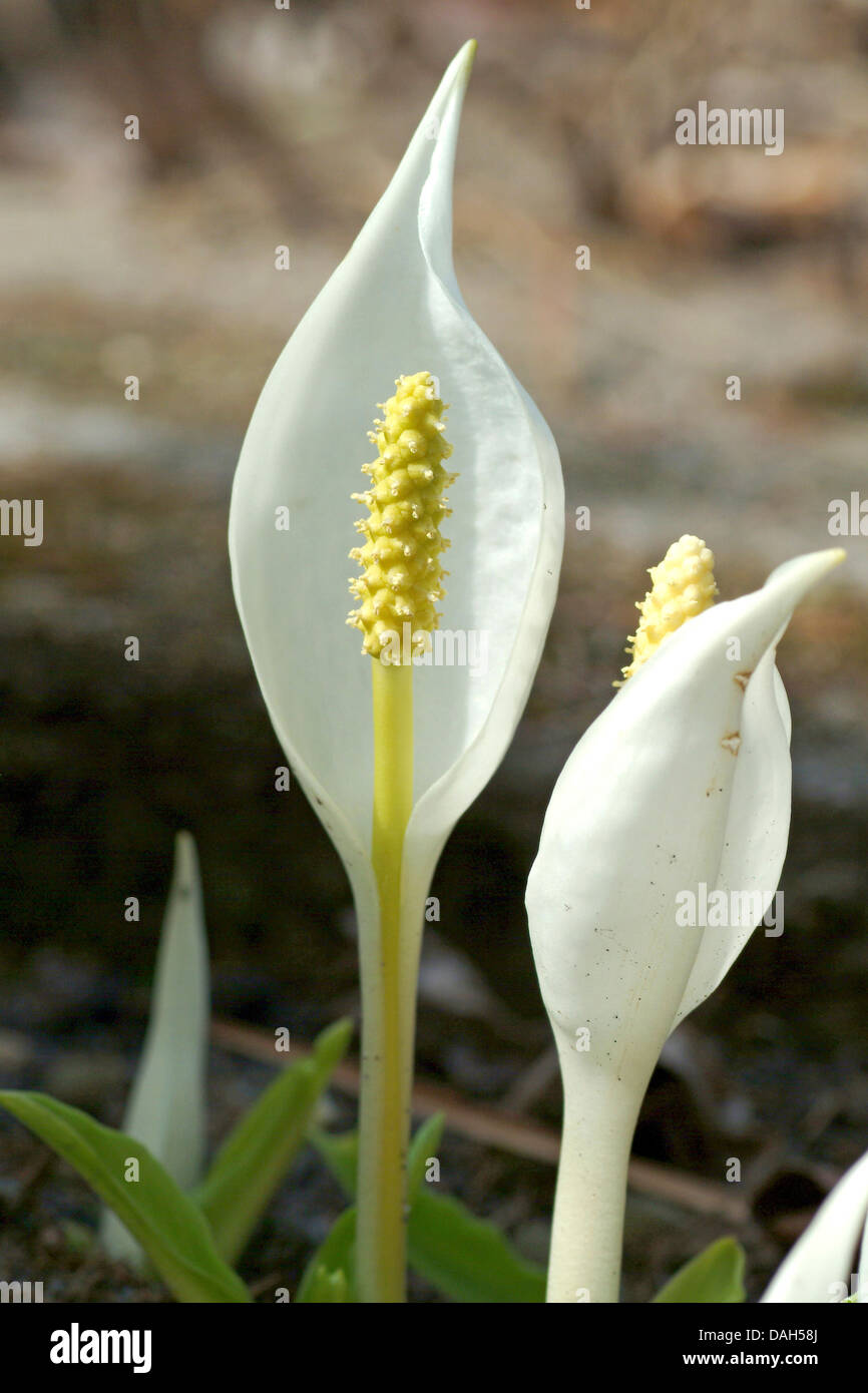 White cabbage, Huge White Spathe (Lysichiton camtschatcensis), blooming ...
