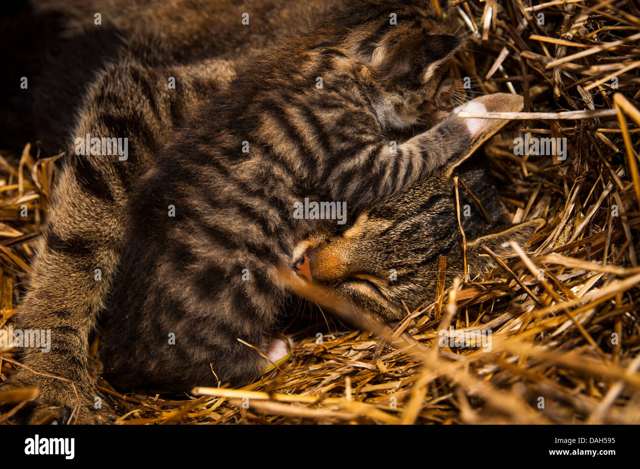 An image of young cats in the barn lying on the straw Stock Photo - Alamy