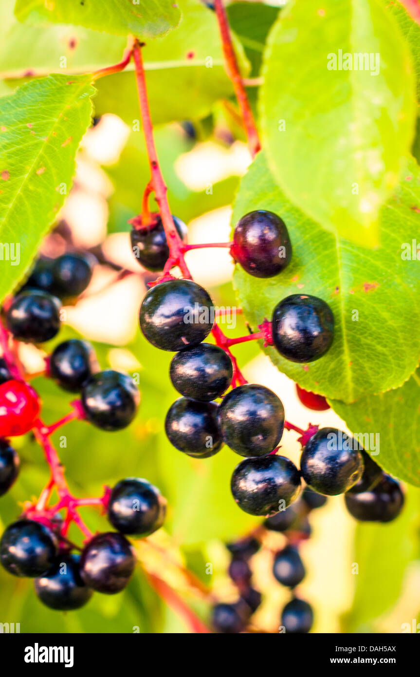 An image of aronia fruits Stock Photo - Alamy