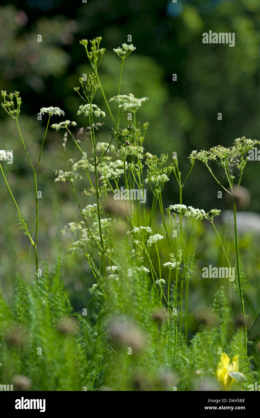 Spignel hi-res stock photography and images - Alamy