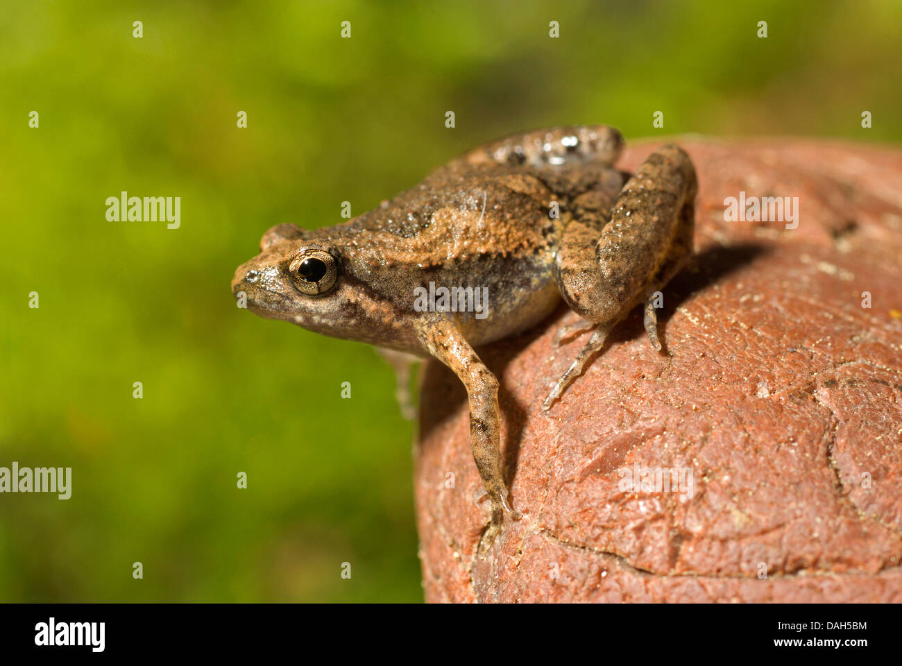Narrow-mouthed frog (Microhyla pulchra), on a stone Stock Photo - Alamy