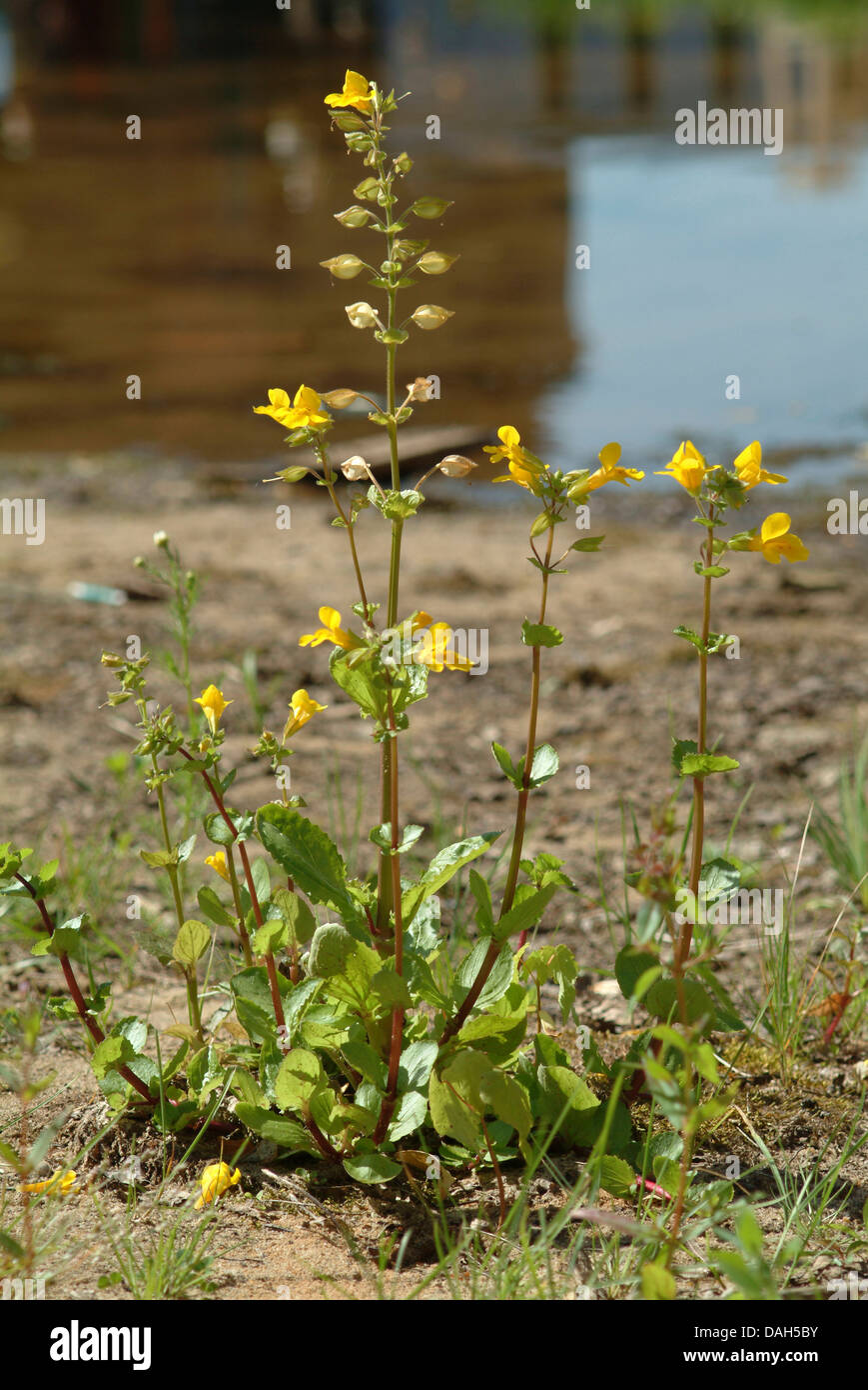Yellow monkeyflower mimulus guttatus hi-res stock photography and ...