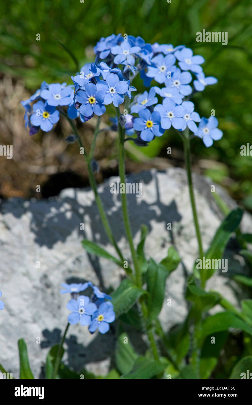 Alpine forget-me-not (Myosotis alpestris), blooming, Switzerland Stock ...