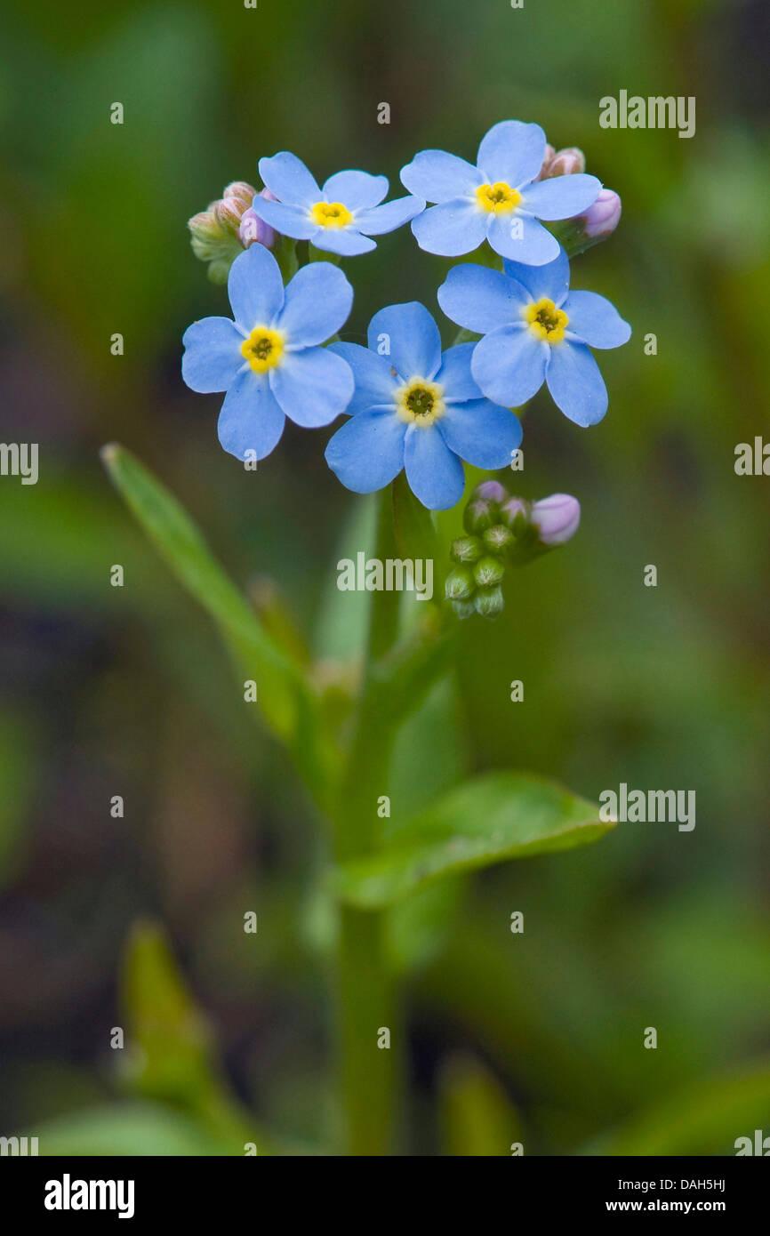 water forget-me-not (Myosotis palustris, Myosotis scorpioides ...