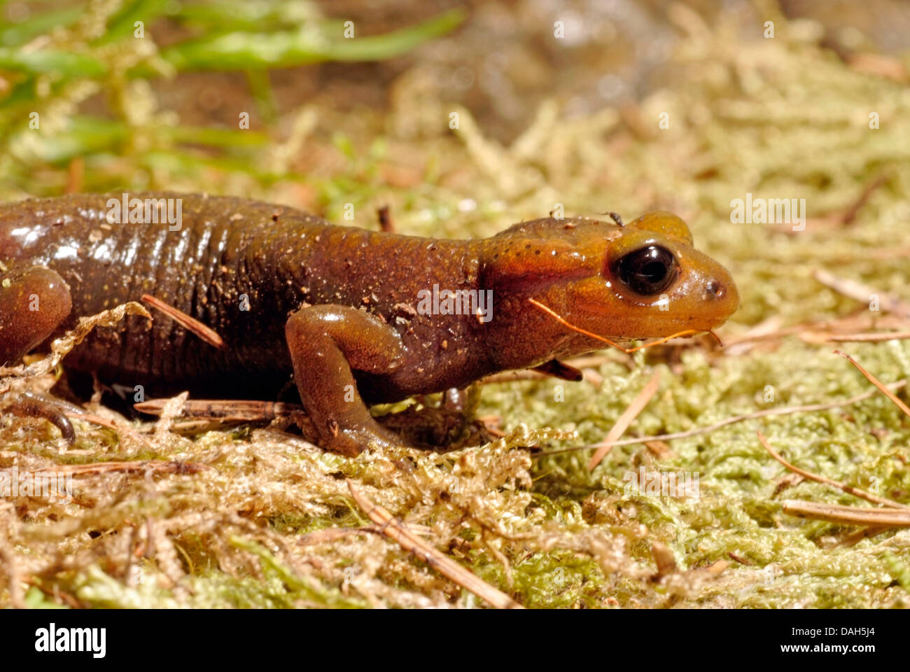 Spanish salamanders hi-res stock photography and images - Alamy