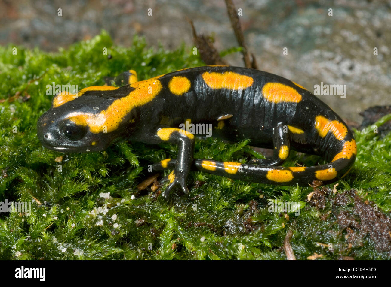 Italian Fire Salamander (Salamandra salamandra gigliolii), on moss ...