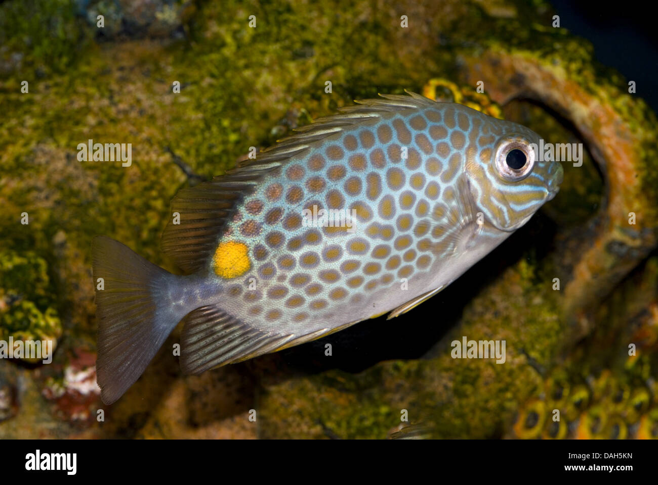 Siganus guttatus hi-res stock photography and images - Alamy
