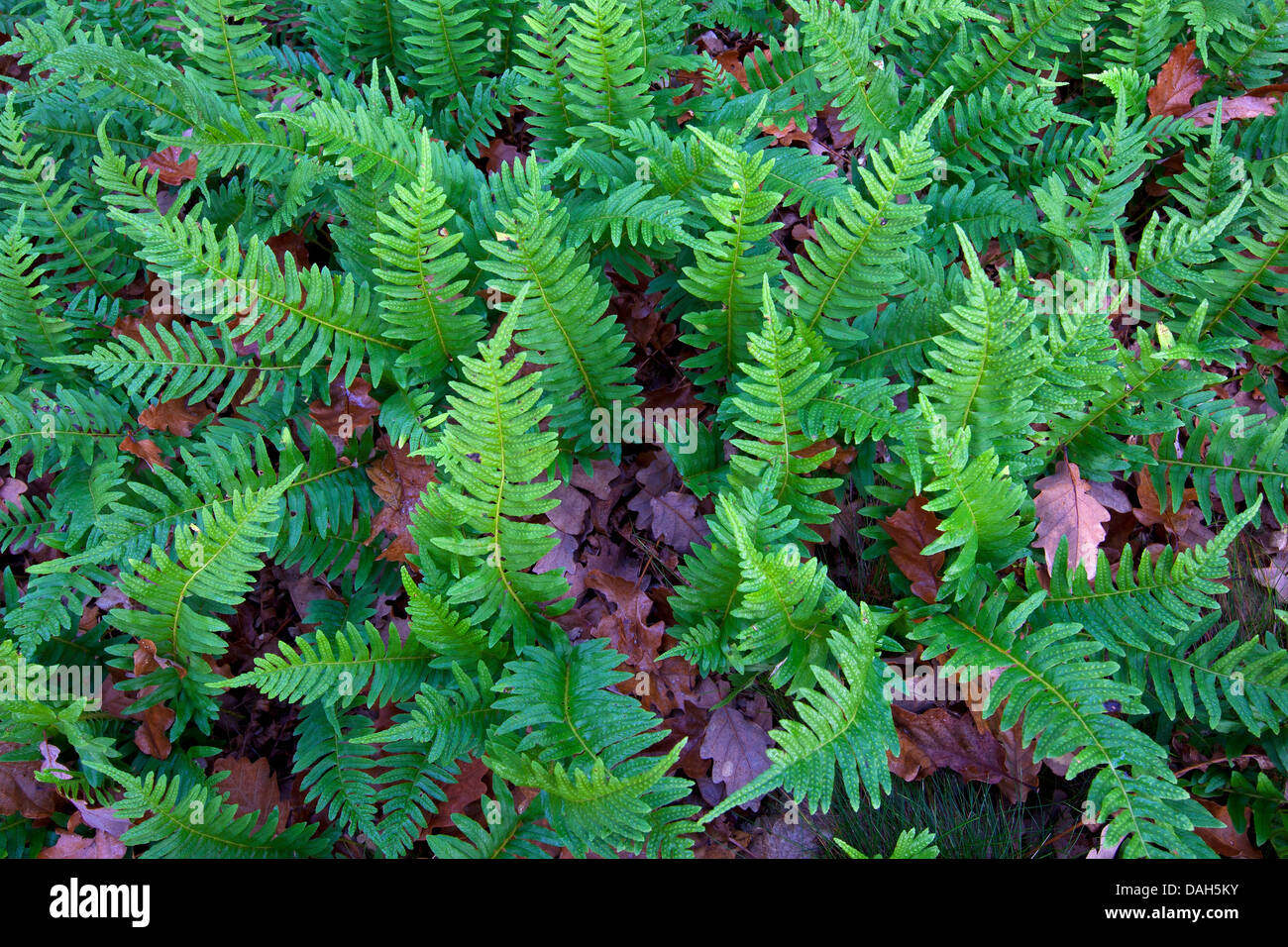 common polypody (Polypodium vulgare, Polypodium vulgare agg.), Belgium ...