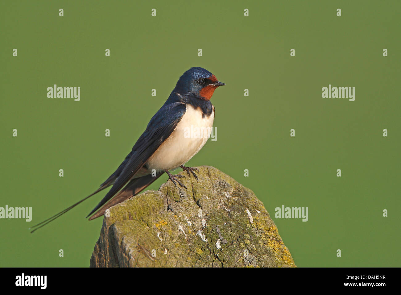 barn swallow (Hirundo rustica), sitting on a fencing post, Belgium ...