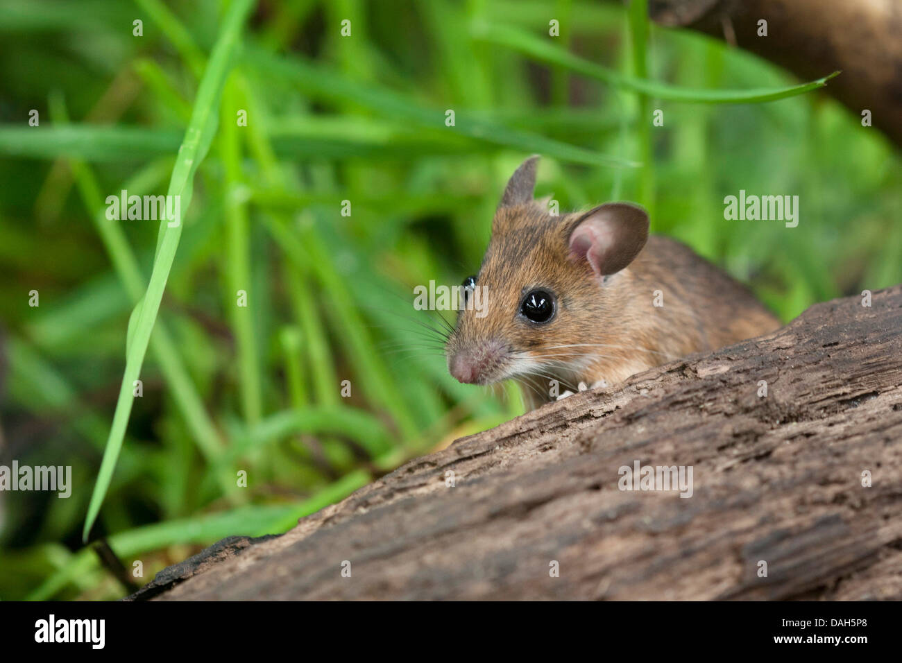 wood mouse, long-tailed field mouse (Apodemus sylvaticus), looking out ...