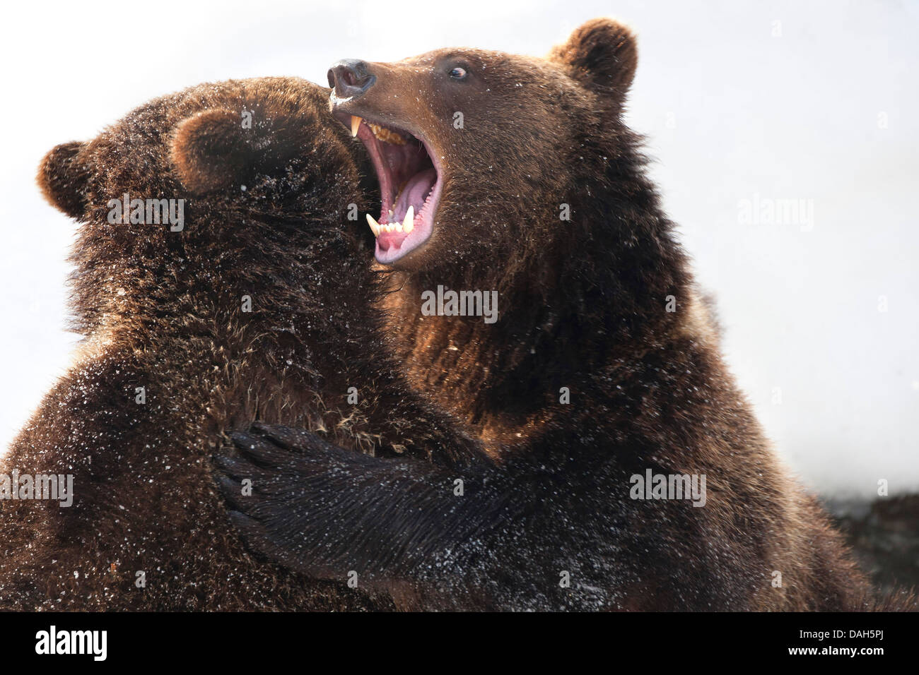 Two bears hugging hi-res stock photography and images - Alamy