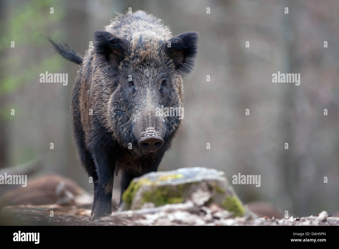 Female pig hi-res stock photography and images - Alamy