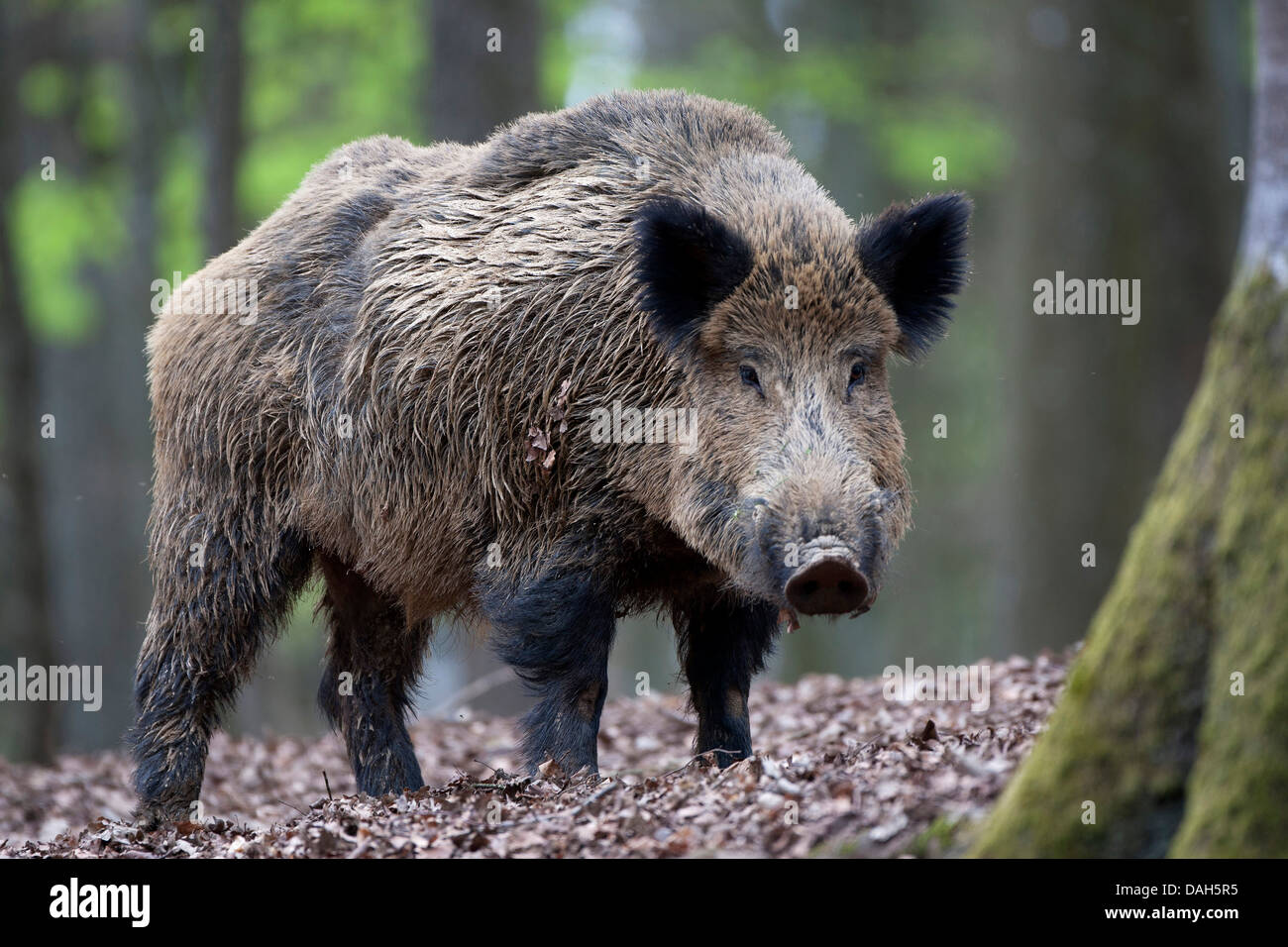 wild boar, pig, wild boar (Sus scrofa), in a forest, Belgium Stock ...