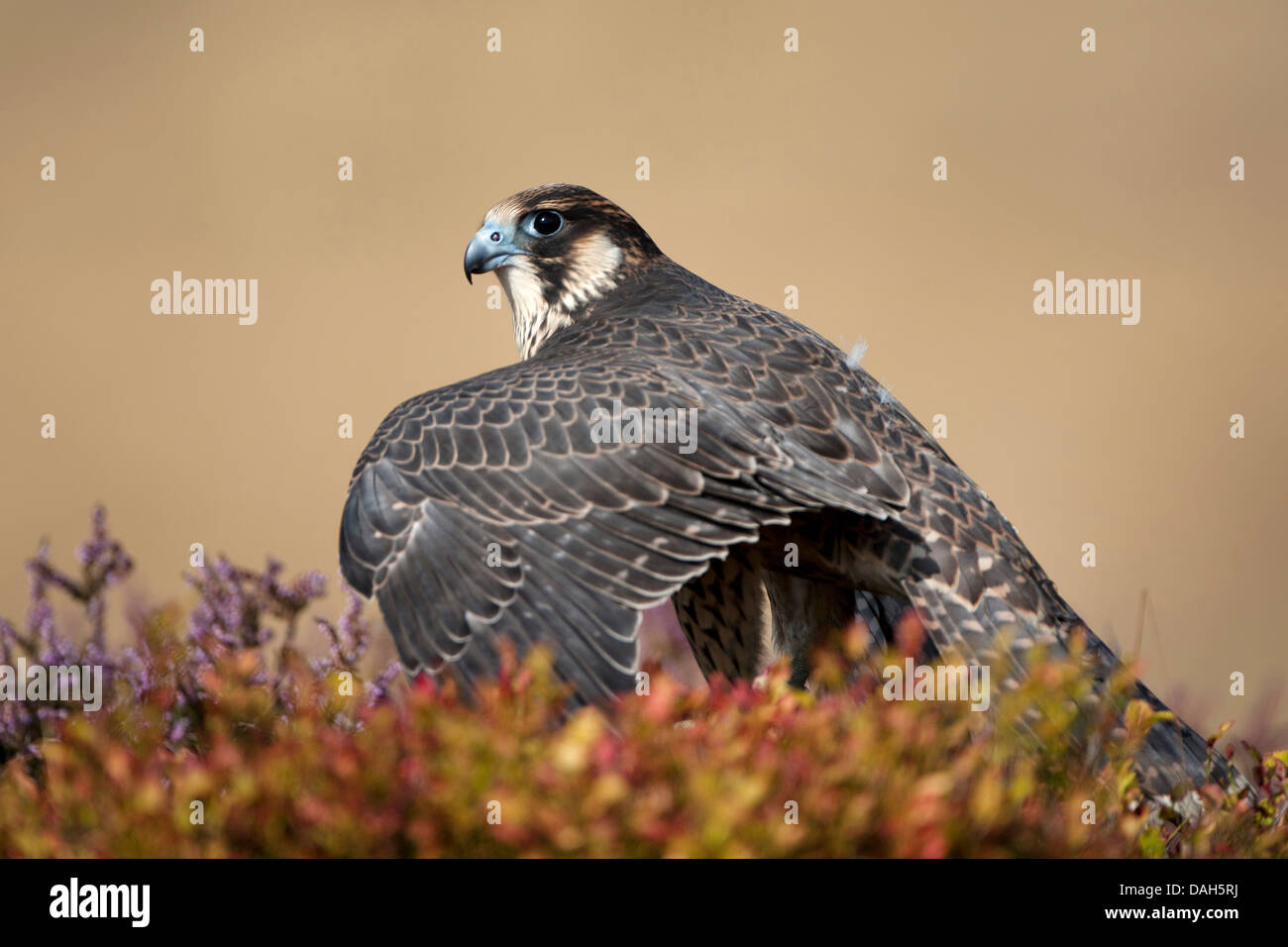 Peregrine falcons scotland hi-res stock photography and images - Alamy