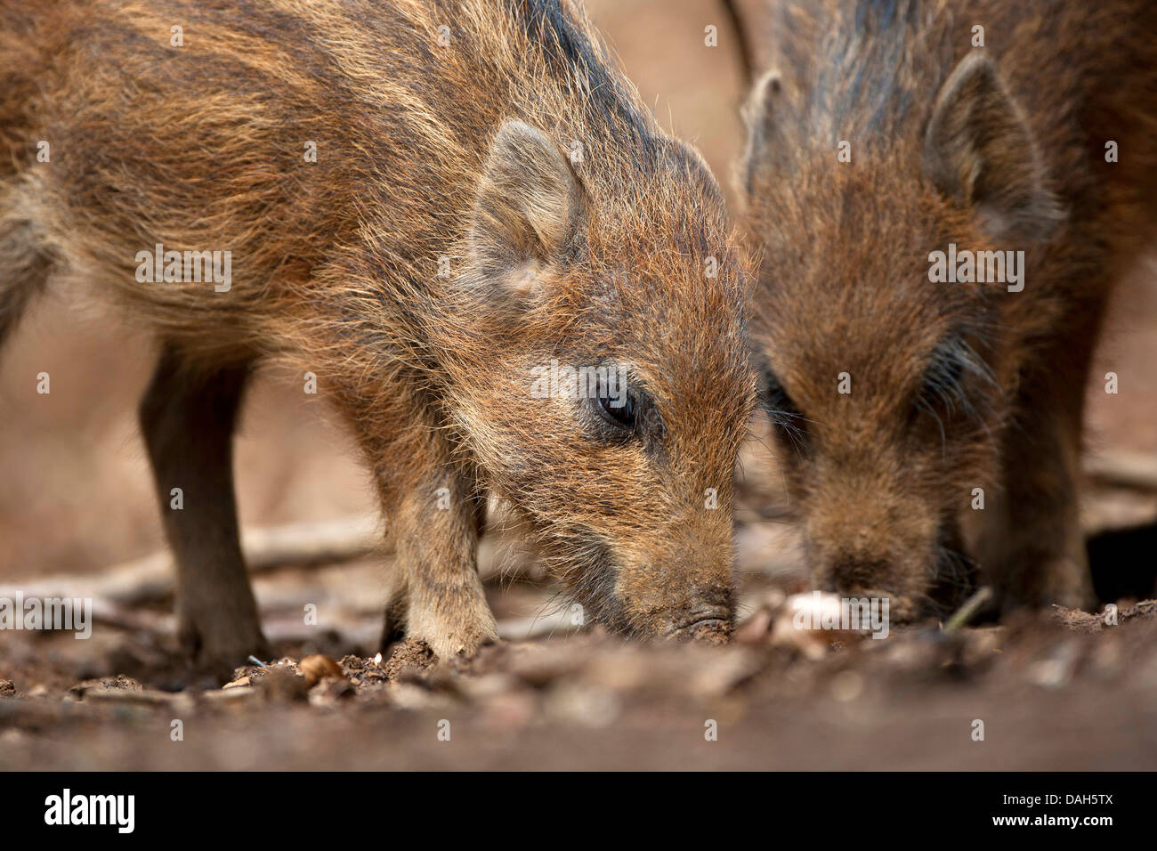Boars on the feed hi-res stock photography and images - Alamy