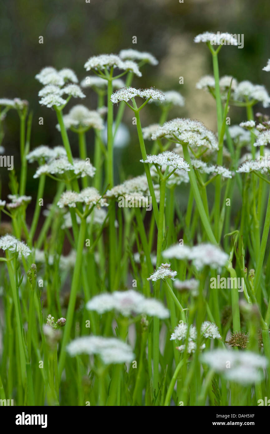 tubular water-dropwort, water lovage (Oenanthe fistulosa), blooming ...