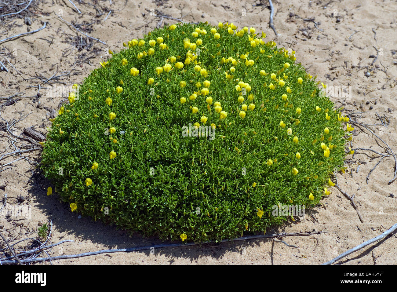 yellow restharrow, large yellow restharrow (Ononis natrix), blooming ...