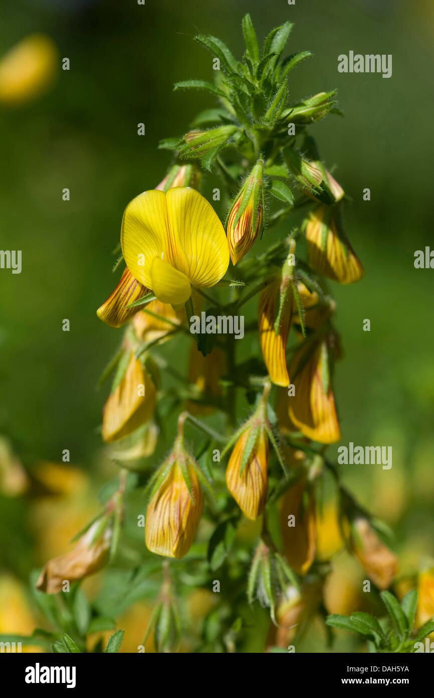 Invasive dwarf yellow flower hi-res stock photography and images - Alamy