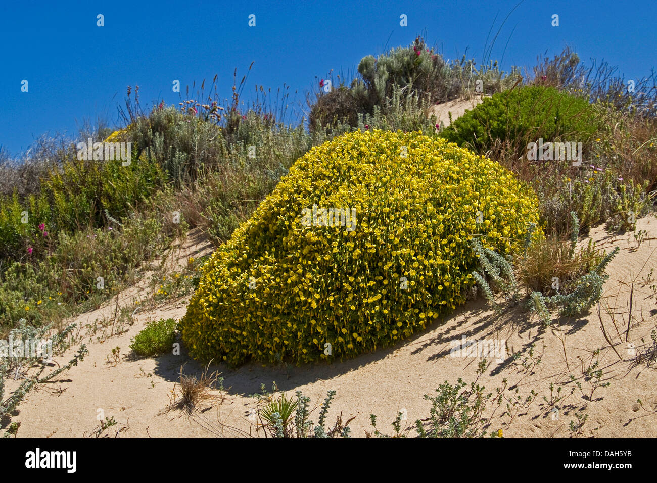 yellow restharrow, large yellow restharrow (Ononis natrix), blooming ...