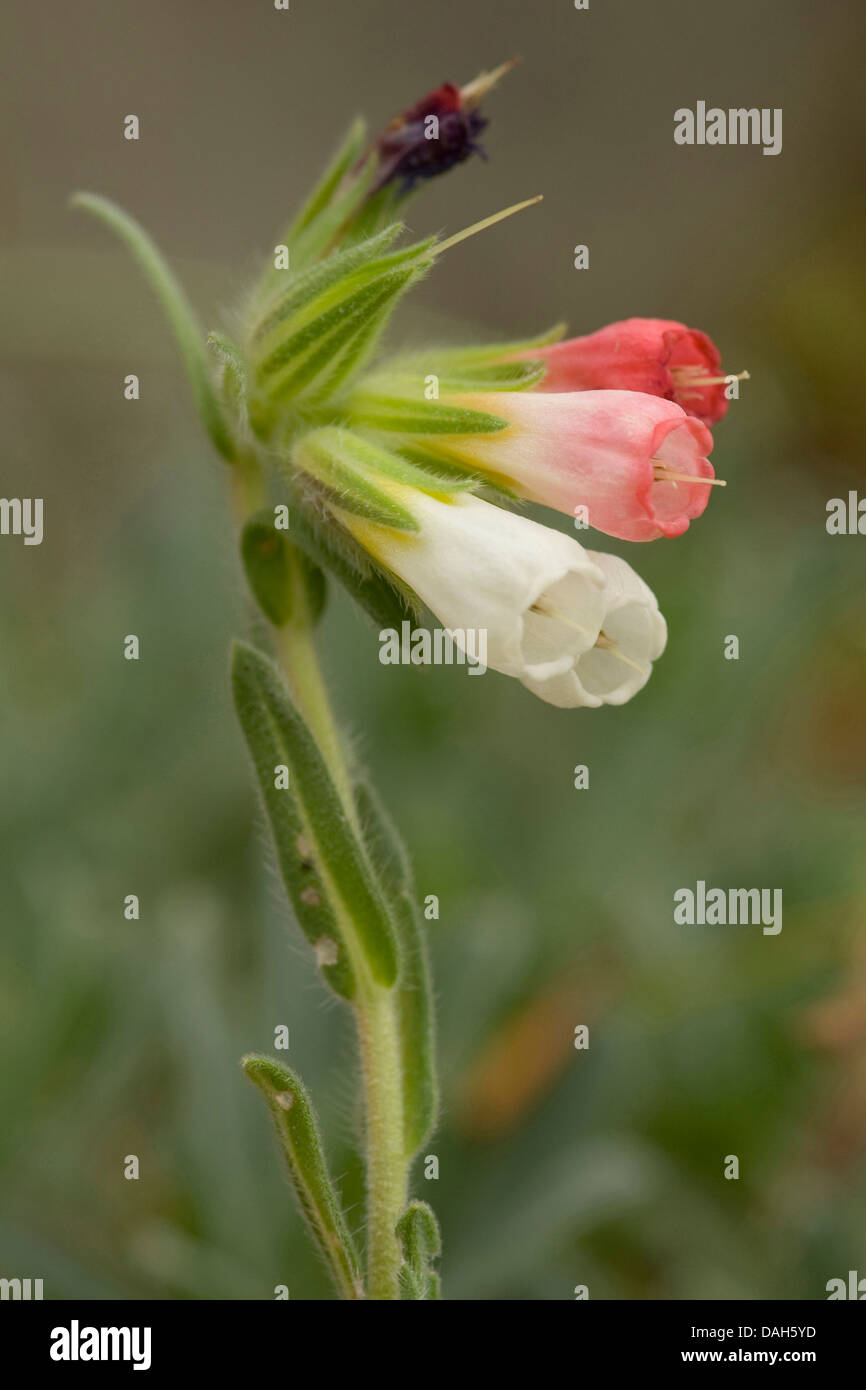 Onosma (Onosma alborosea), blooming Stock Photo - Alamy