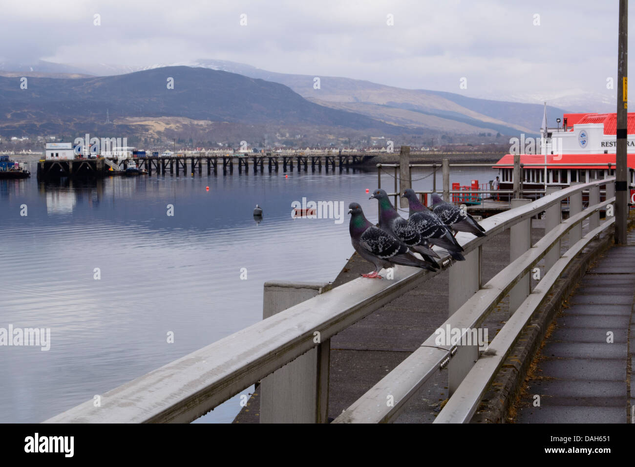 Four birds sitting on curved railing overlooking the water taken in ...