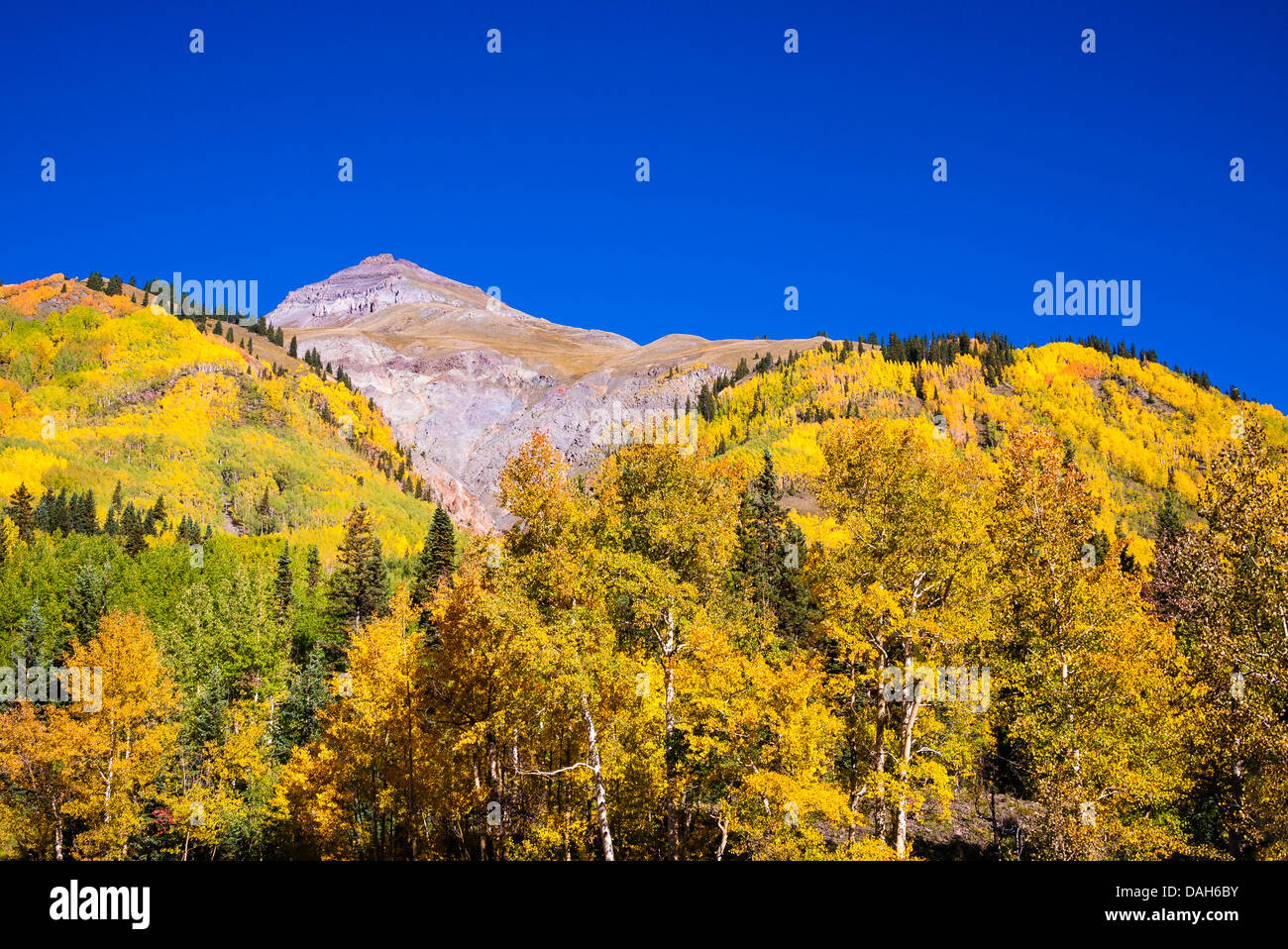 Fall aspens on Red Mountain Pass, Uncompahgre National Forest, Colorado ...