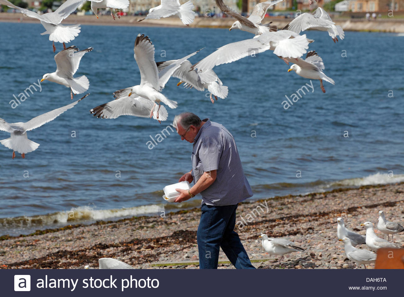 Seagulls Gulls Uk Stock Photos & Seagulls Gulls Uk Stock Images - Alamy