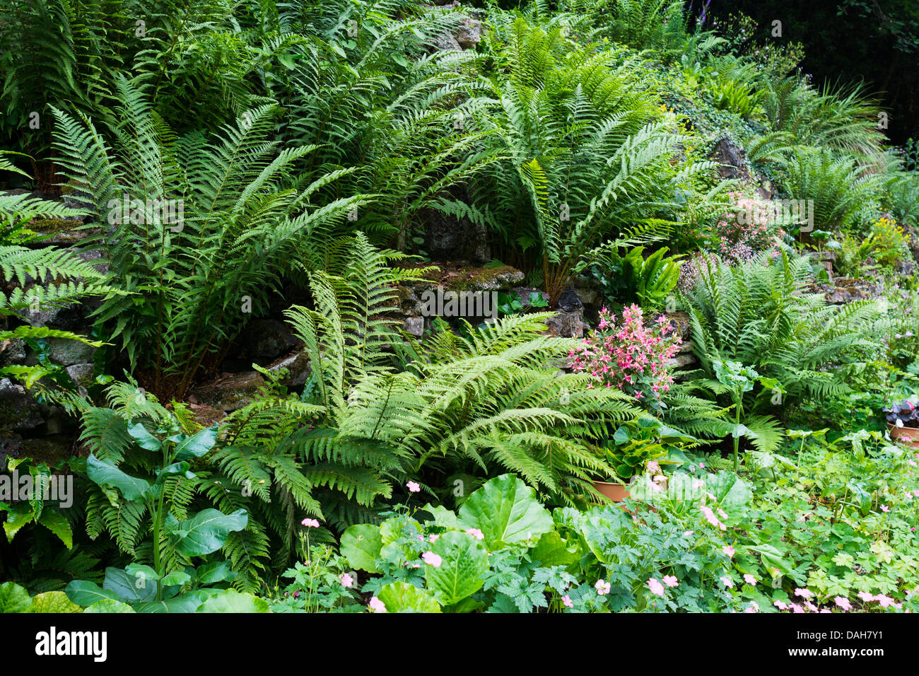 Large Ferns High Resolution Stock Photography and Images - Alamy