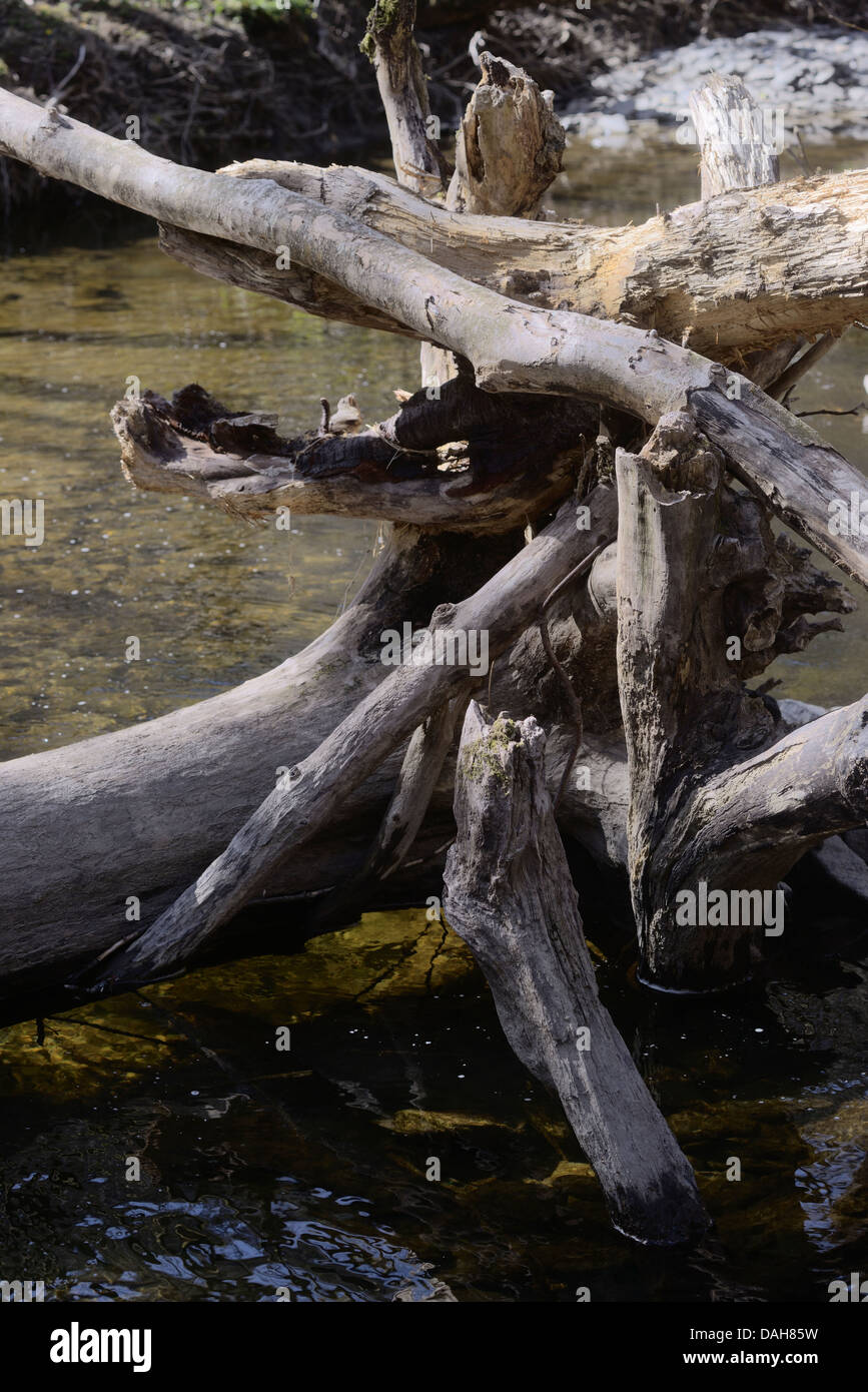 Large woody debris caught up on a fallen tree in the River Wyre, Wales ...