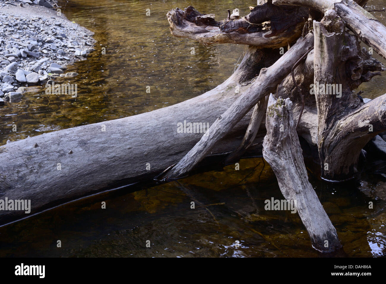 Woody tree hi-res stock photography and images - Alamy