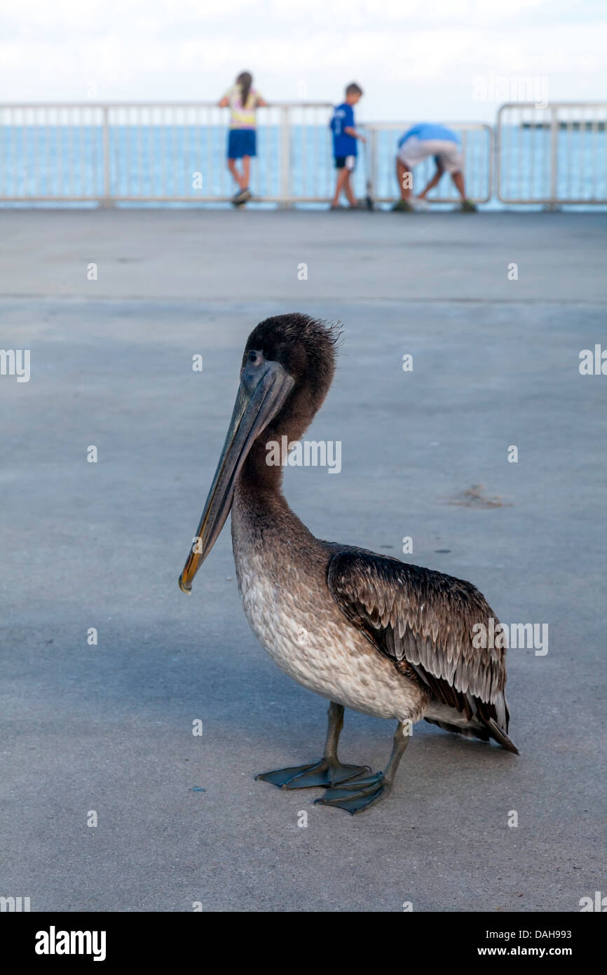 Portrait of juvenile Eastern Brown Pelican (Pelecanus occidentalis) and ...
